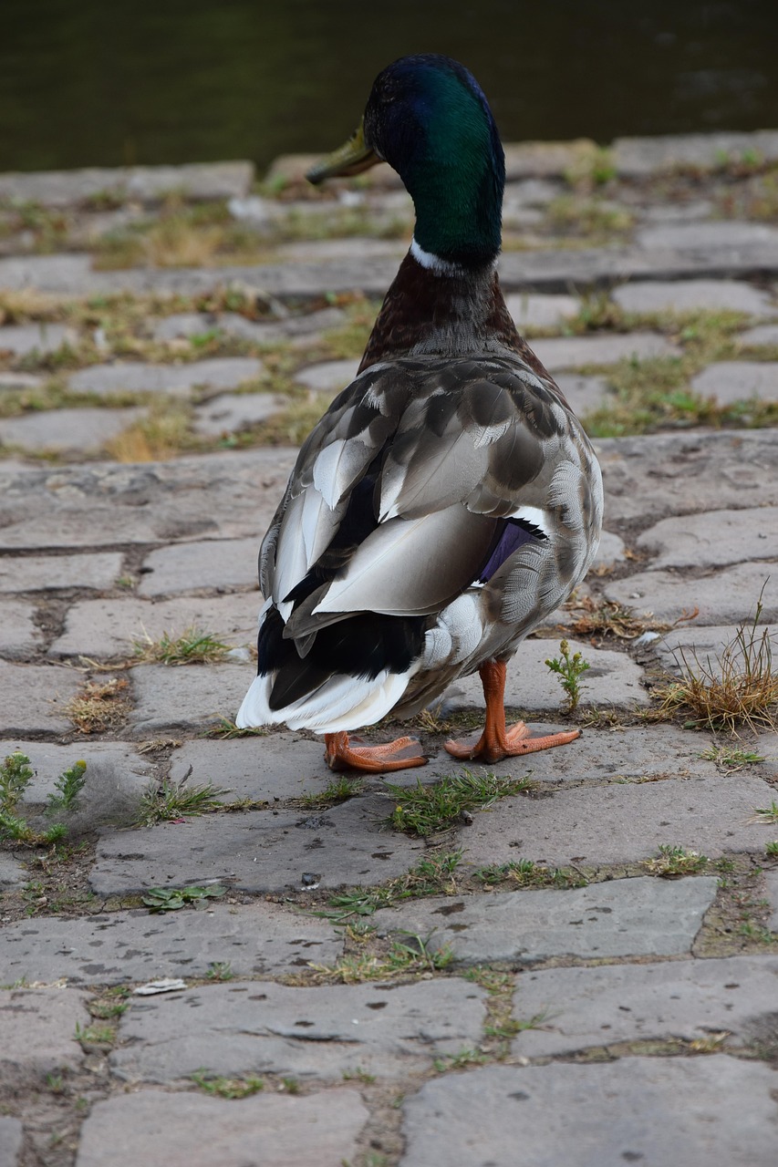 Pohled Ptactvo Portrét - Fotografie zdarma na Pixabay - Pixabay
