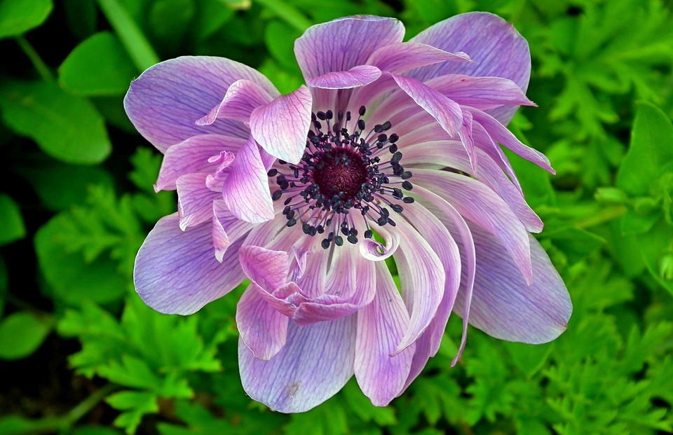 Anêmona Flor Primavera - Foto gratuita no Pixabay - Pixabay