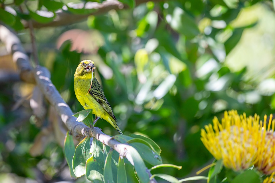 Canary Bird Yellow - Free photo on Pixabay