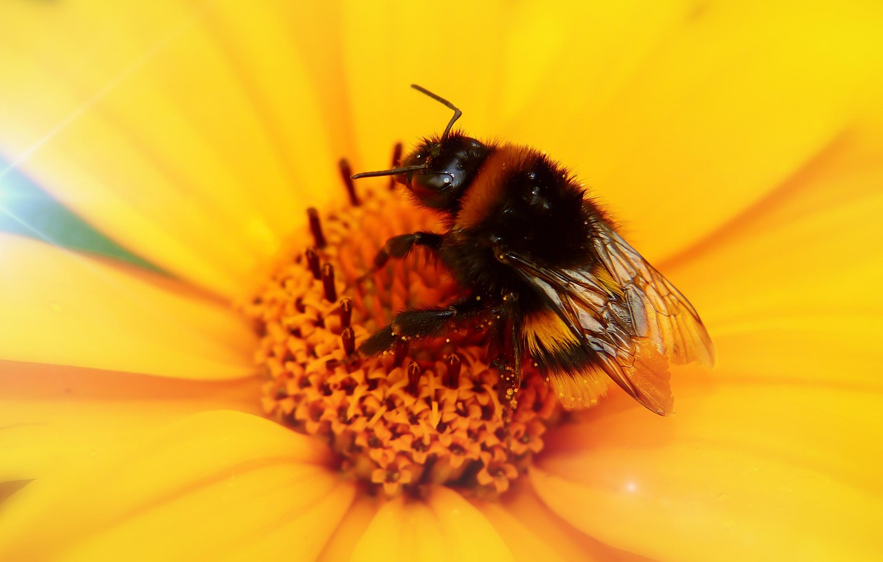 Bumblebee Gas Female Pszczołowate - Free photo on Pixabay - Pixabay