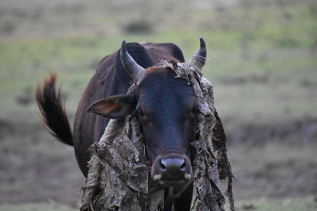 Animal Vache Nature - Photo gratuite sur Pixabay - Pixabay
