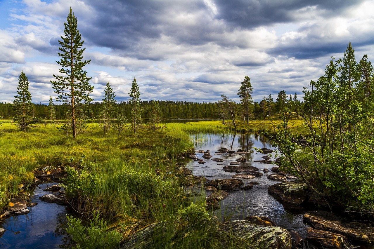 300,000+ Free Swamp Landscape & Swamp Images - Pixabay