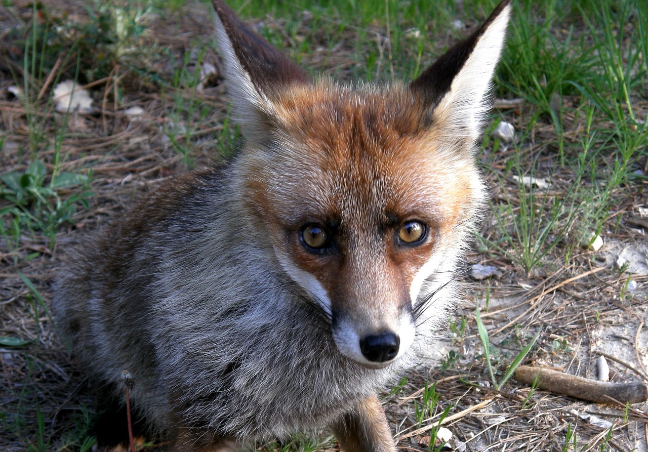 Animal Red Fox Portrait - Free photo on Pixabay