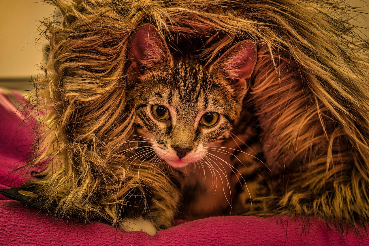Cat Small Mackerel - Free photo on Pixabay - Pixabay
