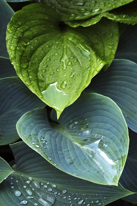 Wasser Regen Blätter - Kostenloses Foto auf Pixabay - Pixabay