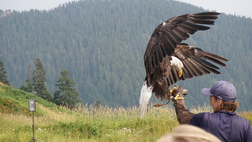 Bald Eagle Bird Nature - Free photo on Pixabay