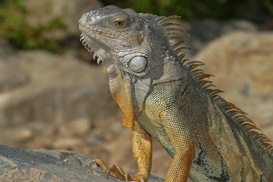 Leguan Animal Nature - Free photo on Pixabay - Pixabay