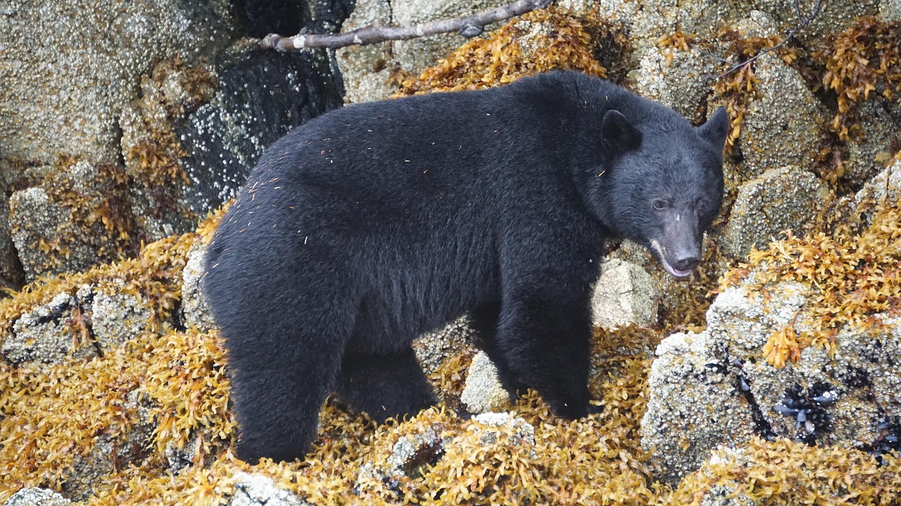 30,000+ Free Black Bear & Bear Images - Pixabay