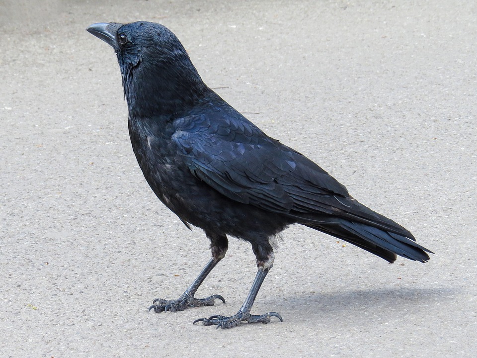 Animales Pájaro Cuervo - Foto gratis en Pixabay - Pixabay