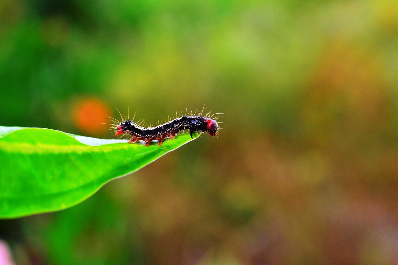 Caterpillar Insect Hairy - Free photo on Pixabay - Pixabay