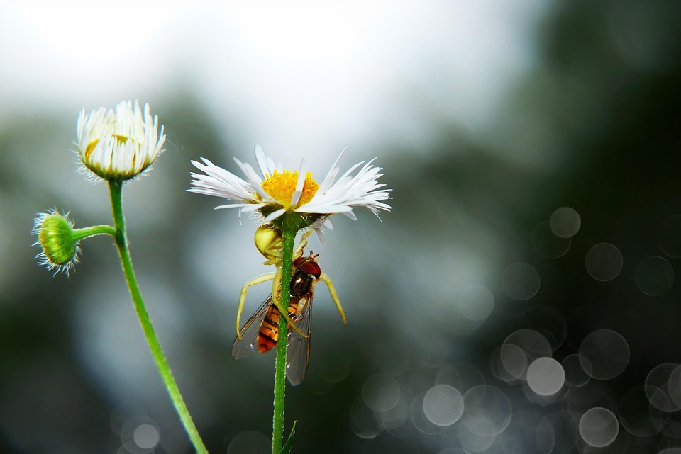 Spinne Blumenbeet Weiblich - Kostenloses Foto auf Pixabay