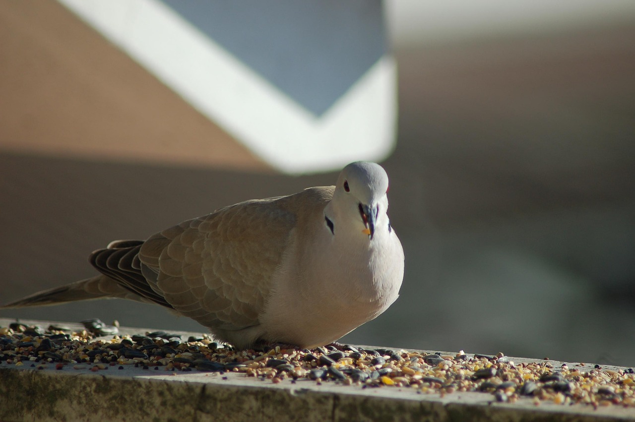 Dove Bird Birds - Free photo on Pixabay - Pixabay