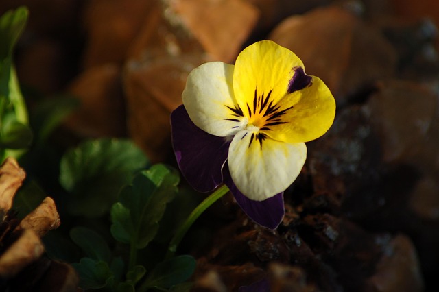 Violeta Violetas Flores - Foto gratuita no Pixabay - Pixabay