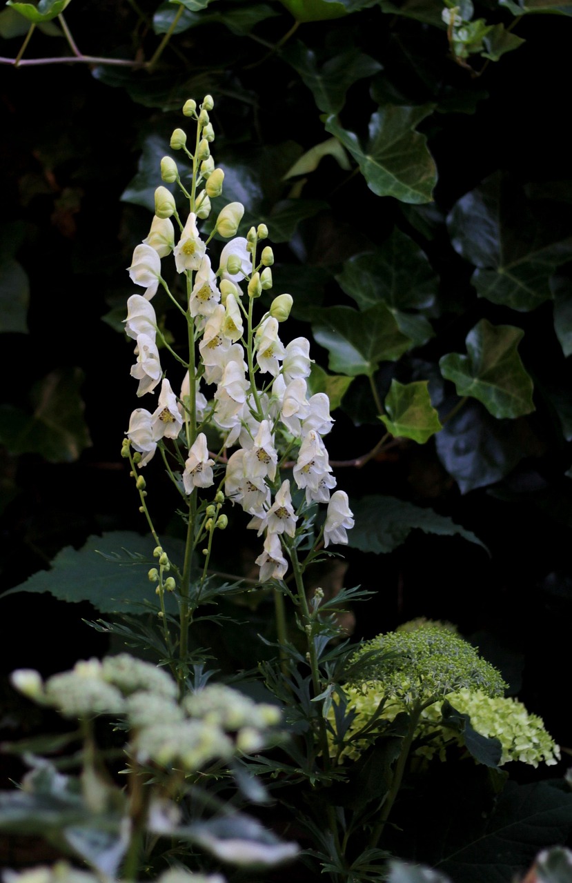 Aconitum Napellus Album Aconit - Photo gratuite sur Pixabay - Pixabay