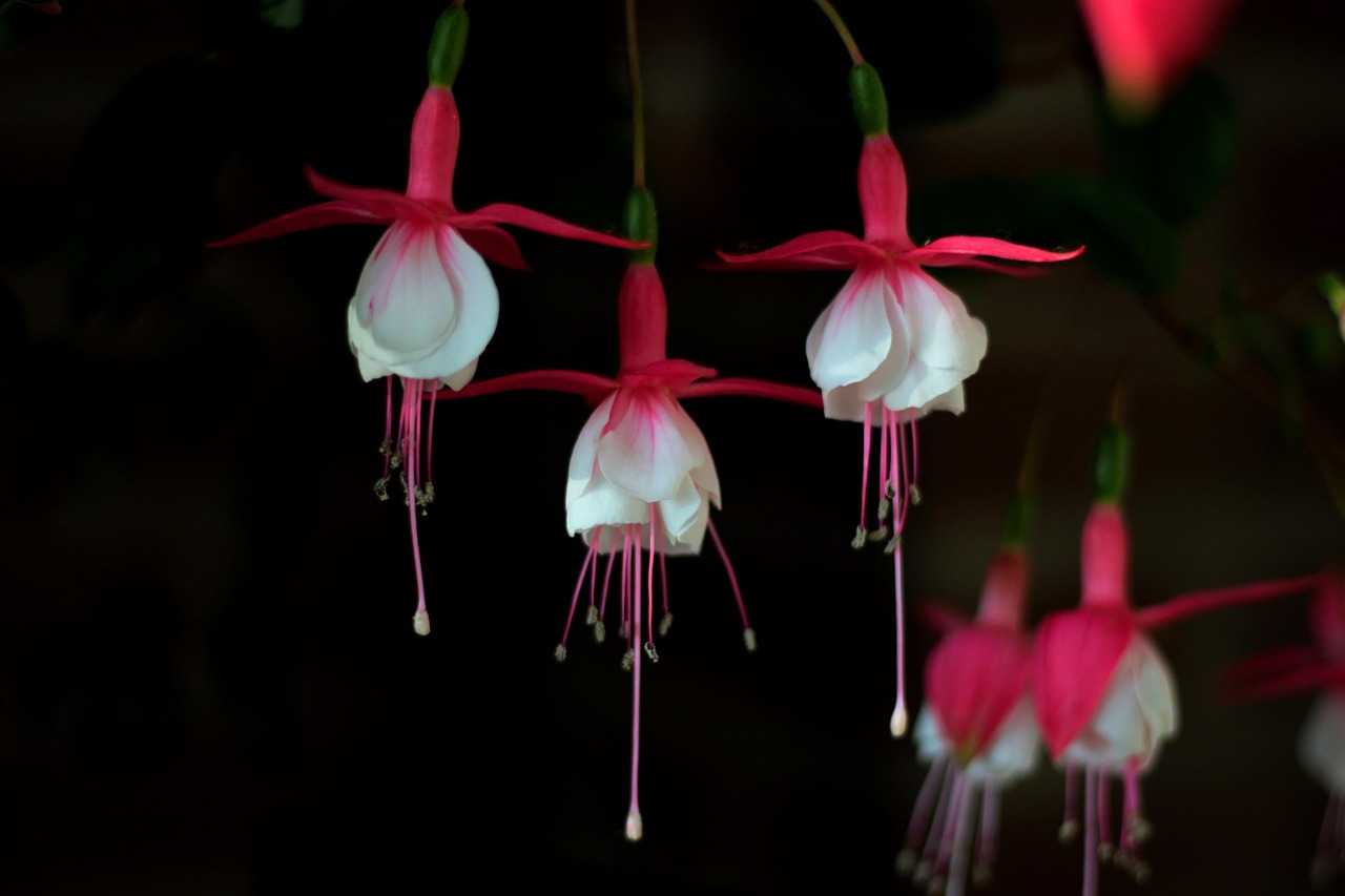 700+ Free Fuchsia & Nature Images - Pixabay
