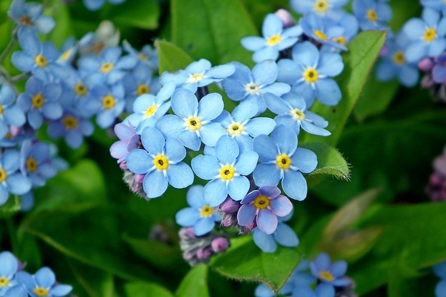 Más de 200 imágenes gratis de Florecitas y Naturaleza - Pixabay