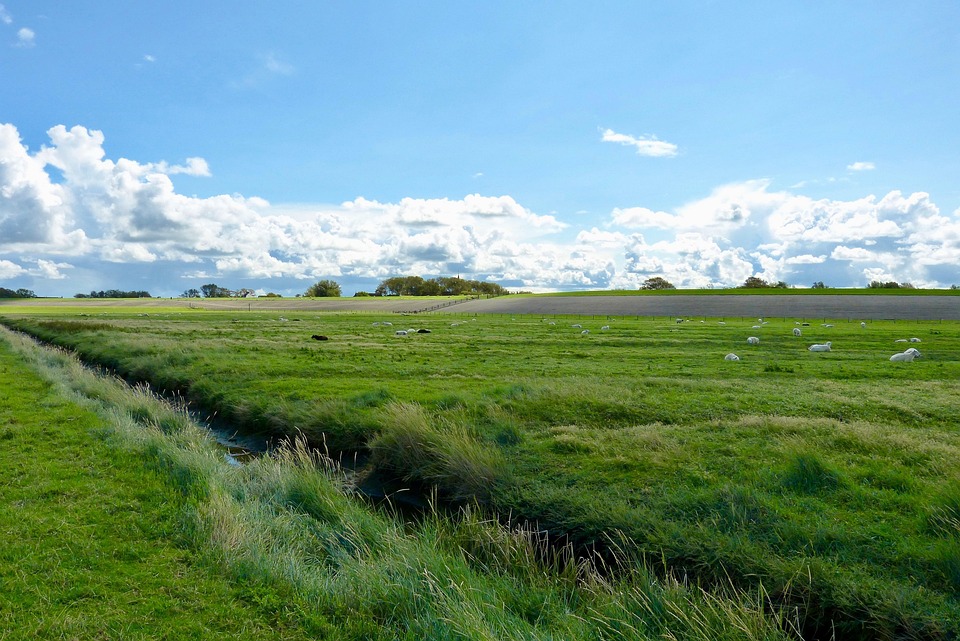 North Sea Field Pasture - Free photo on Pixabay - Pixabay