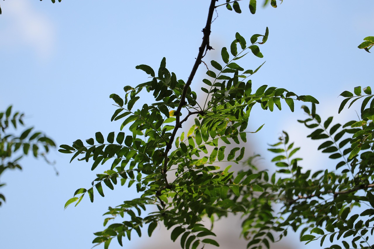 Frunze Arbore Ramură Natura - Fotografie gratuită pe Pixabay - Pixabay