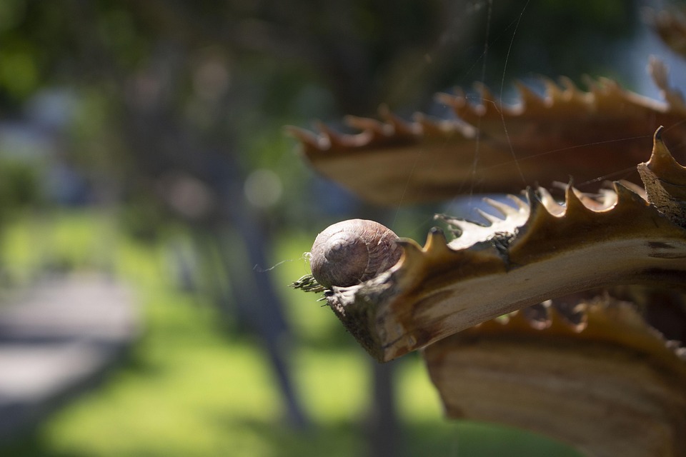 Snail Floors Slow - Free photo on Pixabay - Pixabay
