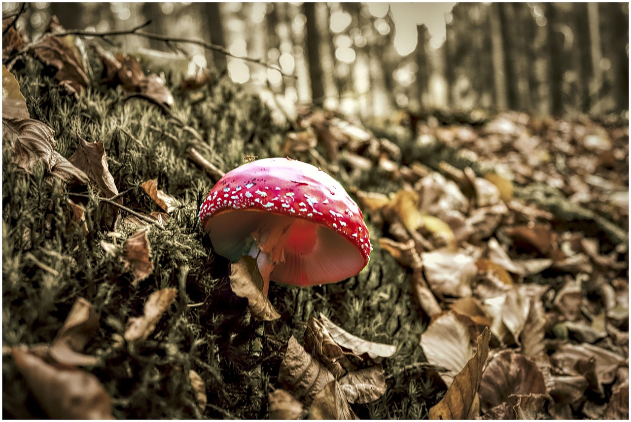 Mushroom Forest Fall - Free photo on Pixabay - Pixabay