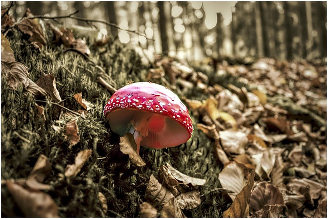 Mushroom Forest Fall - Free photo on Pixabay - Pixabay