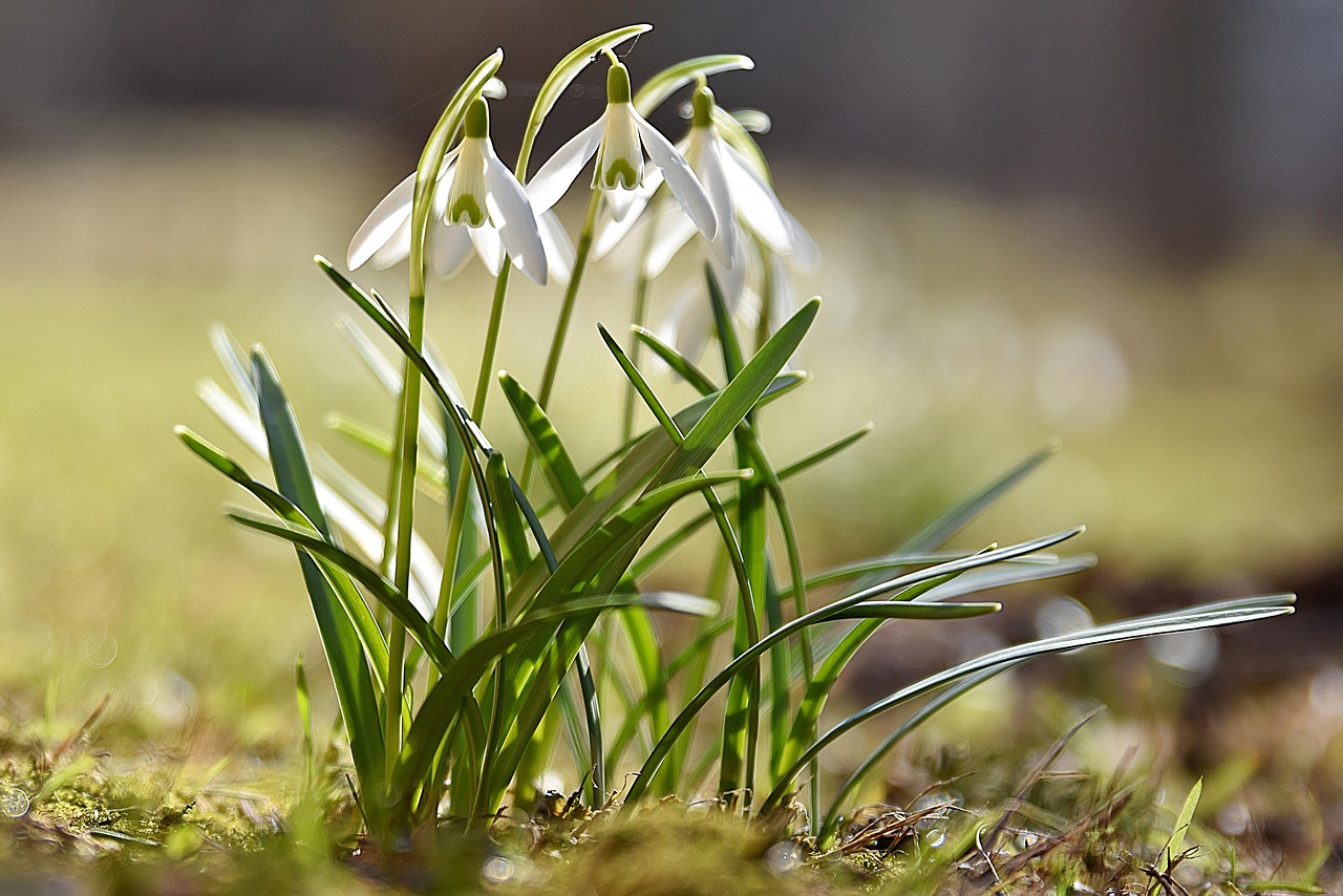Snowdrops Spring Bloom - Free photo on Pixabay - Pixabay