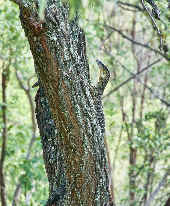 Goanna Climbing Tree - Free photo on Pixabay
