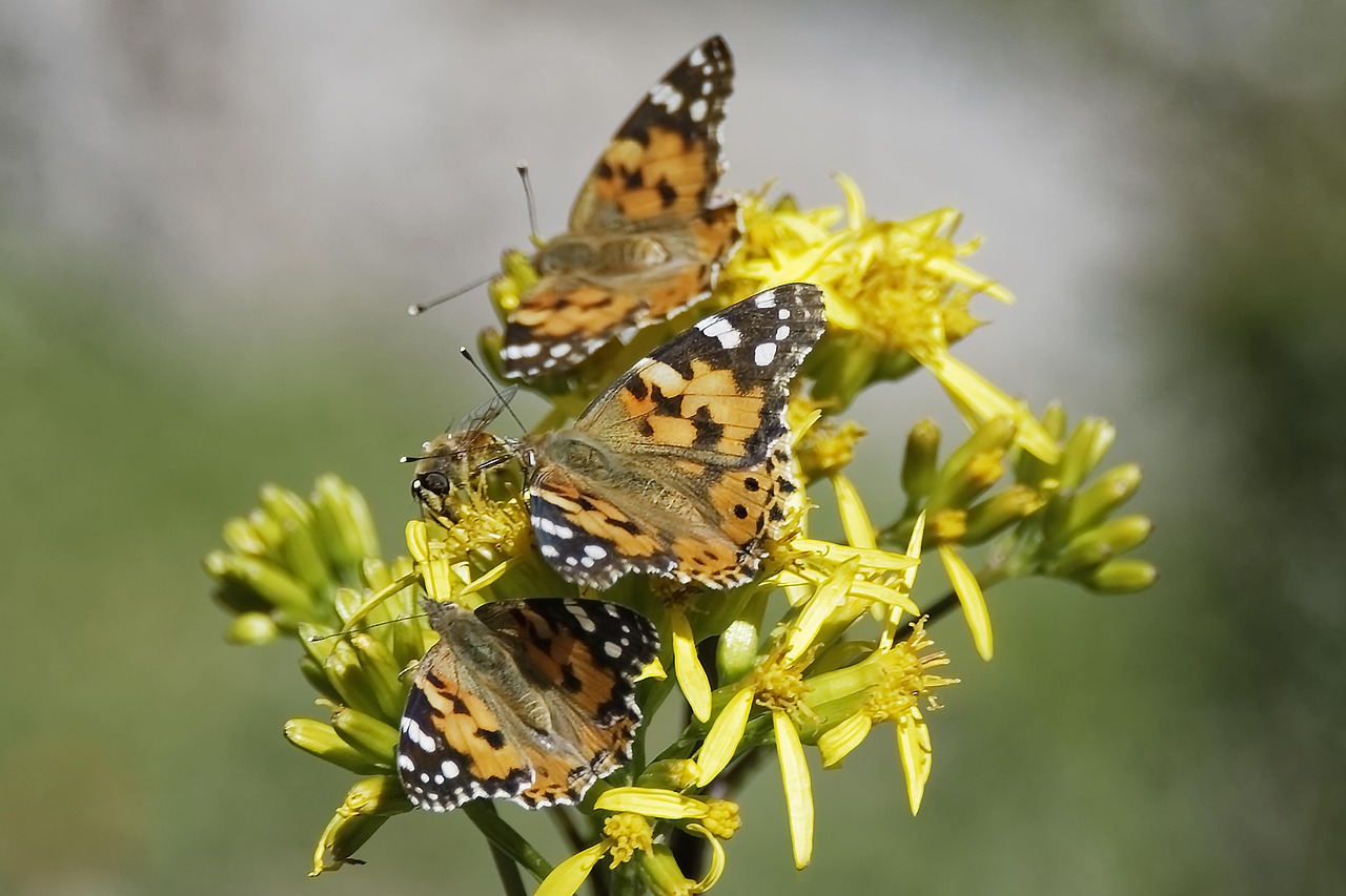 Papillons Multicolore Fleur - Photo gratuite sur Pixabay - Pixabay