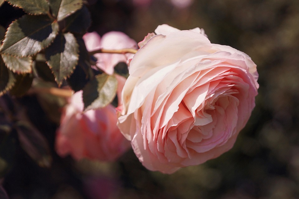 Rose Noble Blossom - Free photo on Pixabay