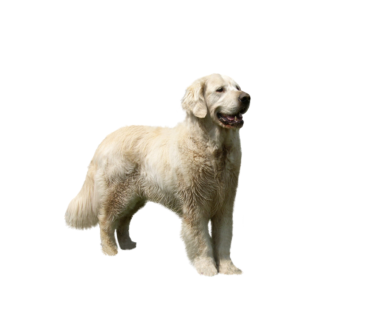 Dog Isolated Animal Domestic - Free photo on Pixabay - Pixabay
