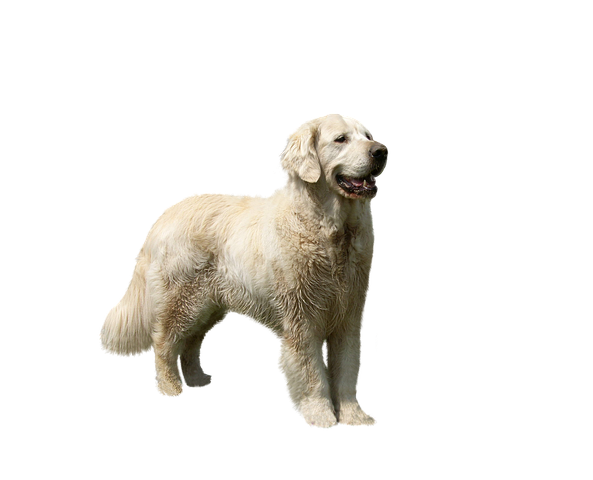 100+ Free Hund Freigestellt & Dog Images - Pixabay