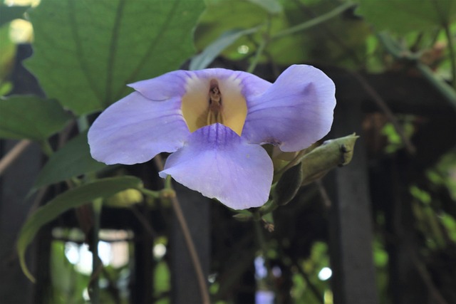 Flor Bela Natureza - Foto gratuita no Pixabay - Pixabay