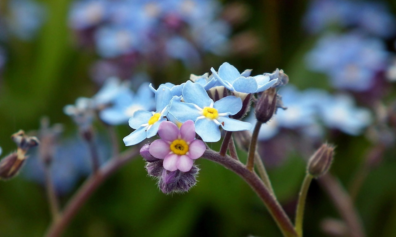 Más de 200 imágenes gratis de Florecitas y Naturaleza - Pixabay
