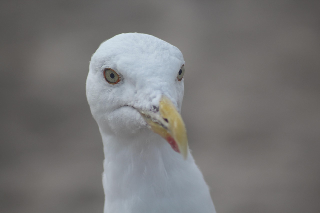 Mouette Mer Baltique Plage Oiseau - Photo gratuite sur Pixabay - Pixabay
