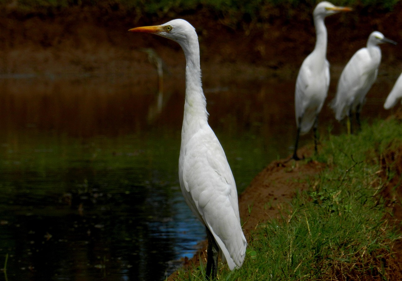 Cygne Oiseau Nature - Photo gratuite sur Pixabay - Pixabay