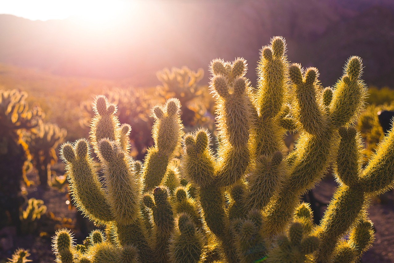 400+ Free Oasis & Nature Images - Pixabay