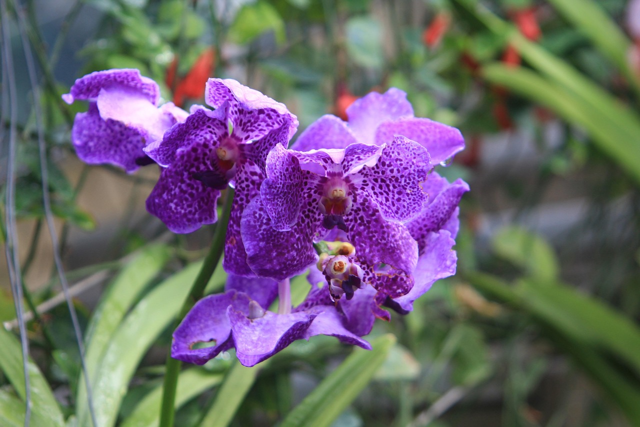 Orchidée Fleur Nature - Photo gratuite sur Pixabay - Pixabay