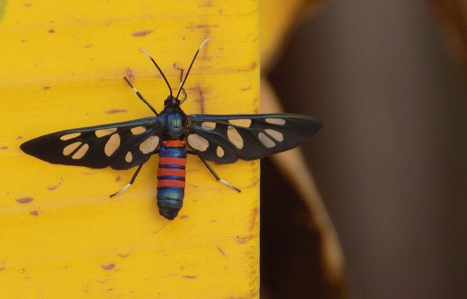 Insect Leaf Bug - Free photo on Pixabay