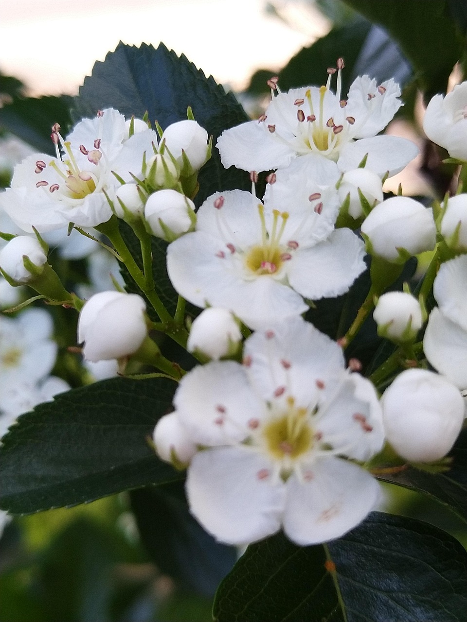 Espinheiro Alvar Árvore Flor - Foto gratuita no Pixabay - Pixabay