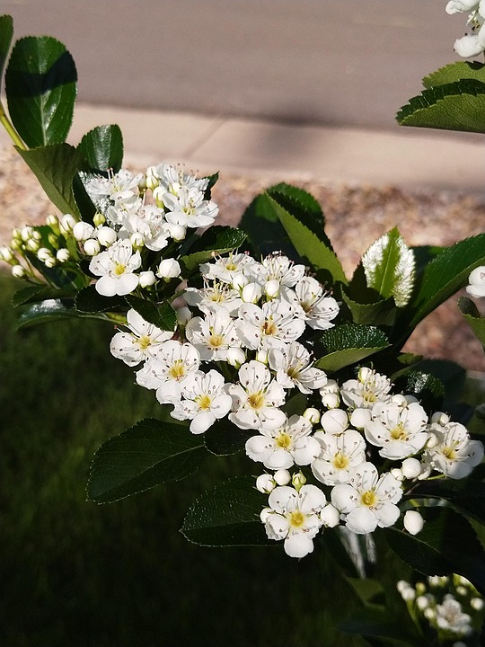 Hawthorn Tree Flower - Free photo on Pixabay - Pixabay