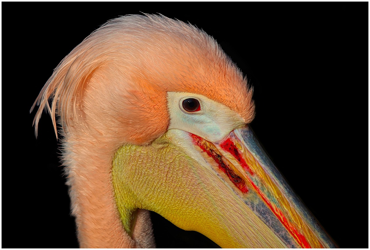 Pelican Beak Bird - Free photo on Pixabay