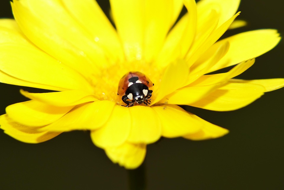 Seven-Dot Ladybug Macro Insect - Free photo on Pixabay