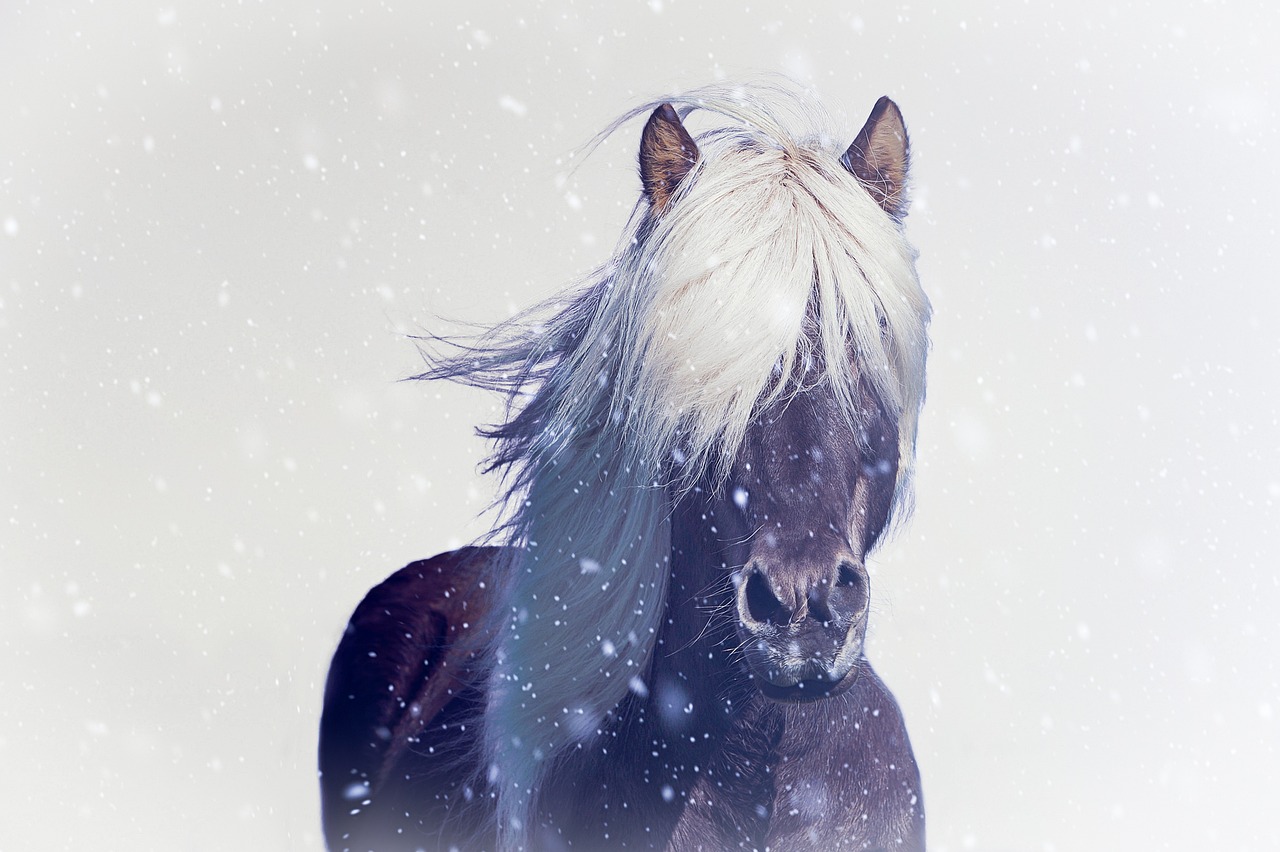 3,000+ Free Pony & Horse Images - Pixabay