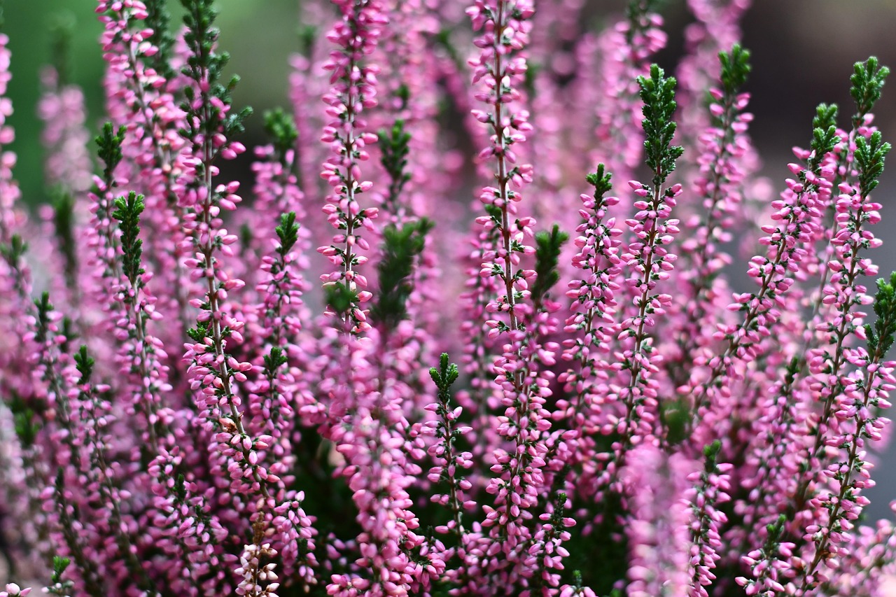 Heather Erika Automne - Photo gratuite sur Pixabay - Pixabay