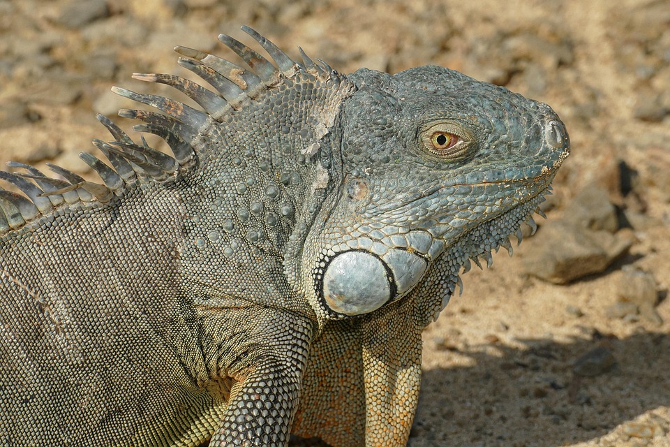 Leguan Animal Nature - Photo gratuite sur Pixabay - Pixabay
