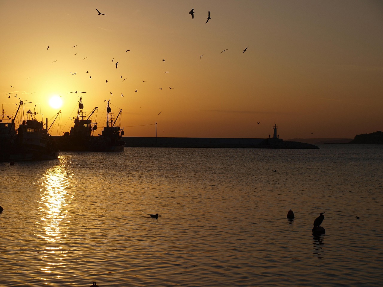 Meer Fischer Der Fisch - Kostenloses Foto auf Pixabay