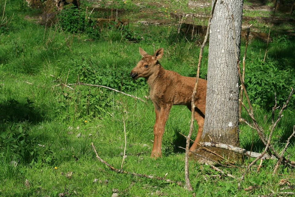Elk Calf Sweden Cub - Free photo on Pixabay