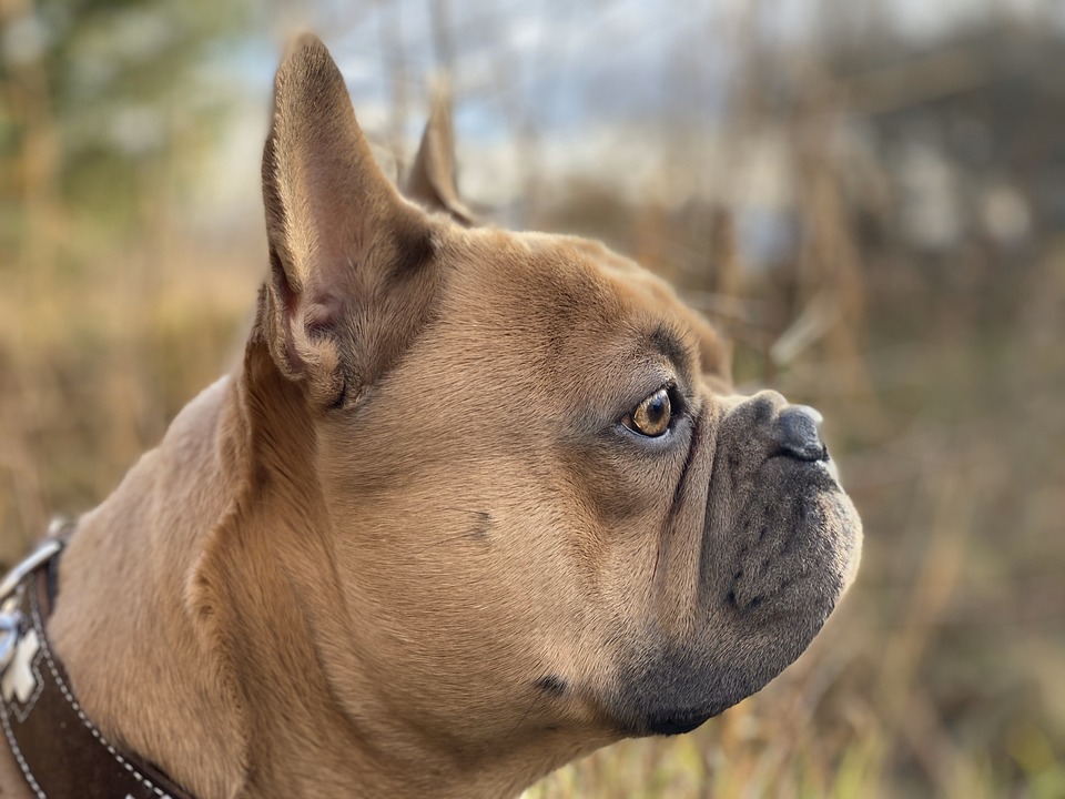 French Bulldog Dog Portrait Animal - Free photo on Pixabay