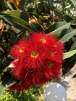 20+ Free Red Flowering Gum & Gum Tree Images - Pixabay