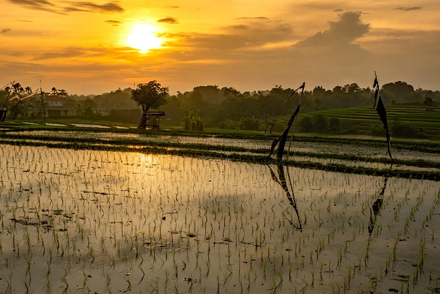 30,000+ Free Rice Field Sunset & Nature Images - Pixabay